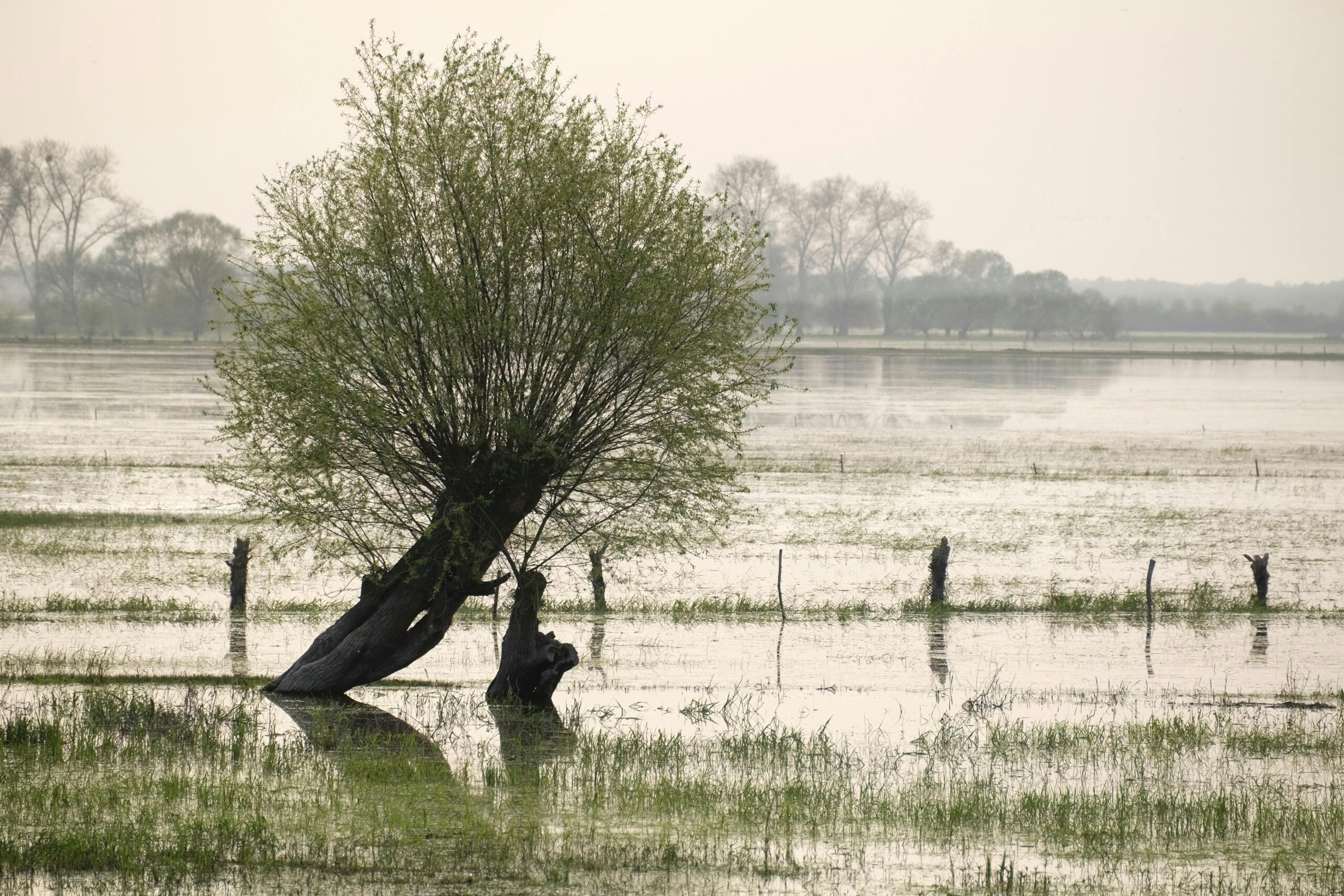 Signs of Flash Floods: Protecting Your Home & Life - S&S Restoration